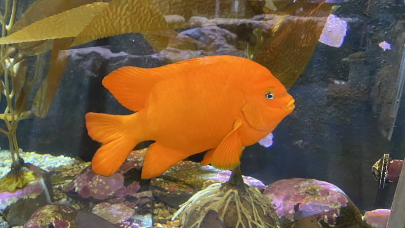 Membership | Santa Barbara Museum of Natural History