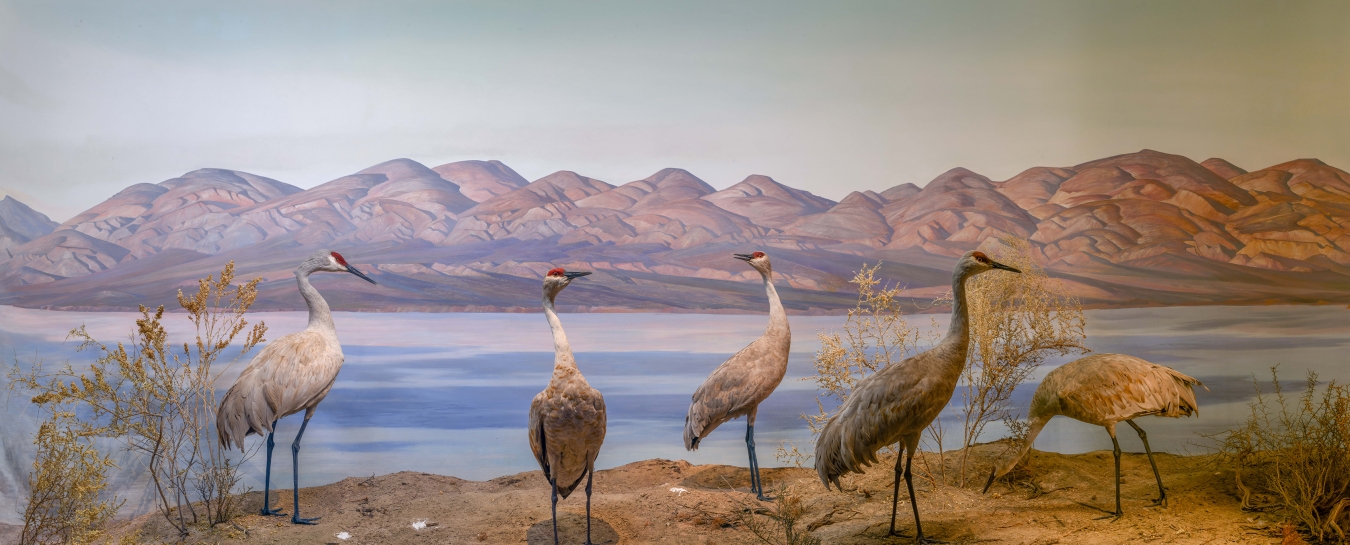 Bird Hall | Santa Barbara Museum of Natural History
